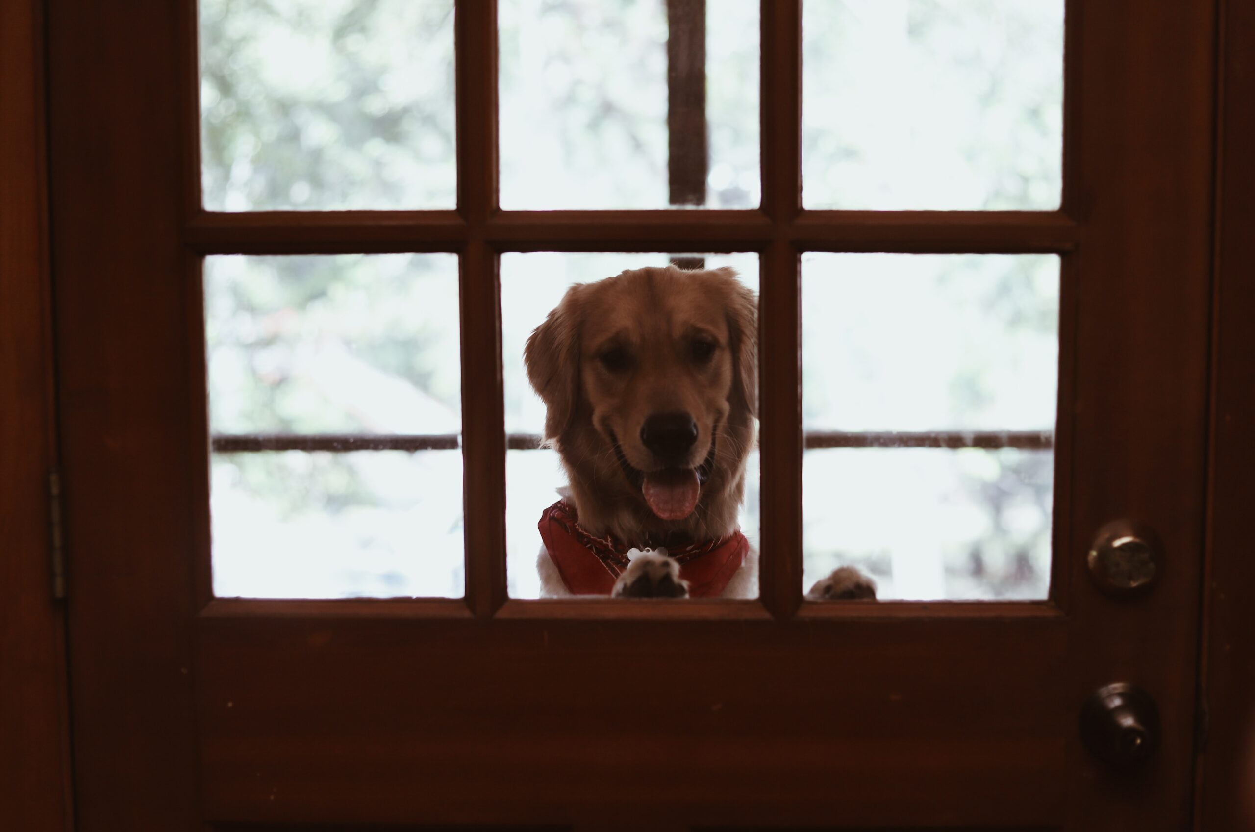 Keep Your Pets Safe and Your House Clean | Seapet Animal Health MFG