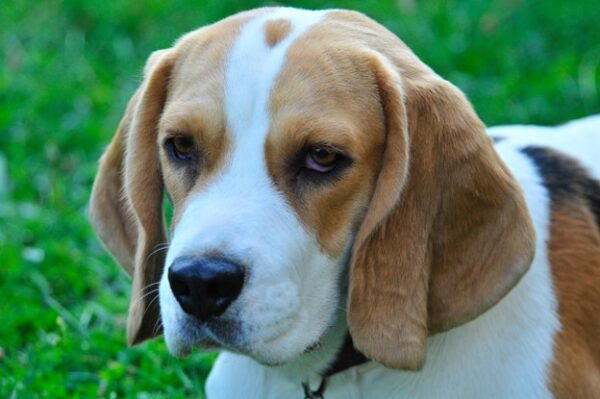 Beagle Hip Dysplasia: Understanding and Managing Your Beagle’s Joint ...