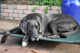 Caring for Your Great Dane’s Skin: Common Problems and Natural ...